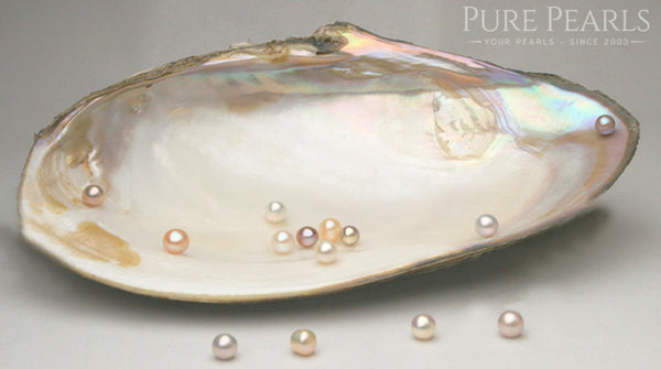 Freshwater Pearls In Shell